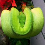 Green Tree Python | Aussie Wildlife Displays