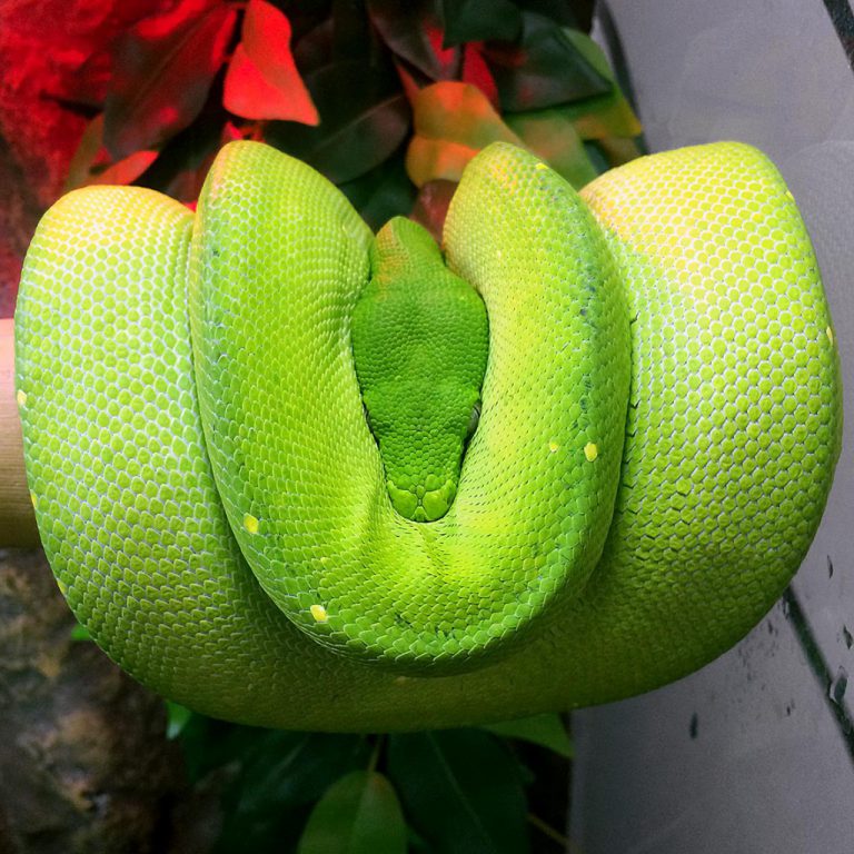 Green Tree Python | Aussie Wildlife Displays